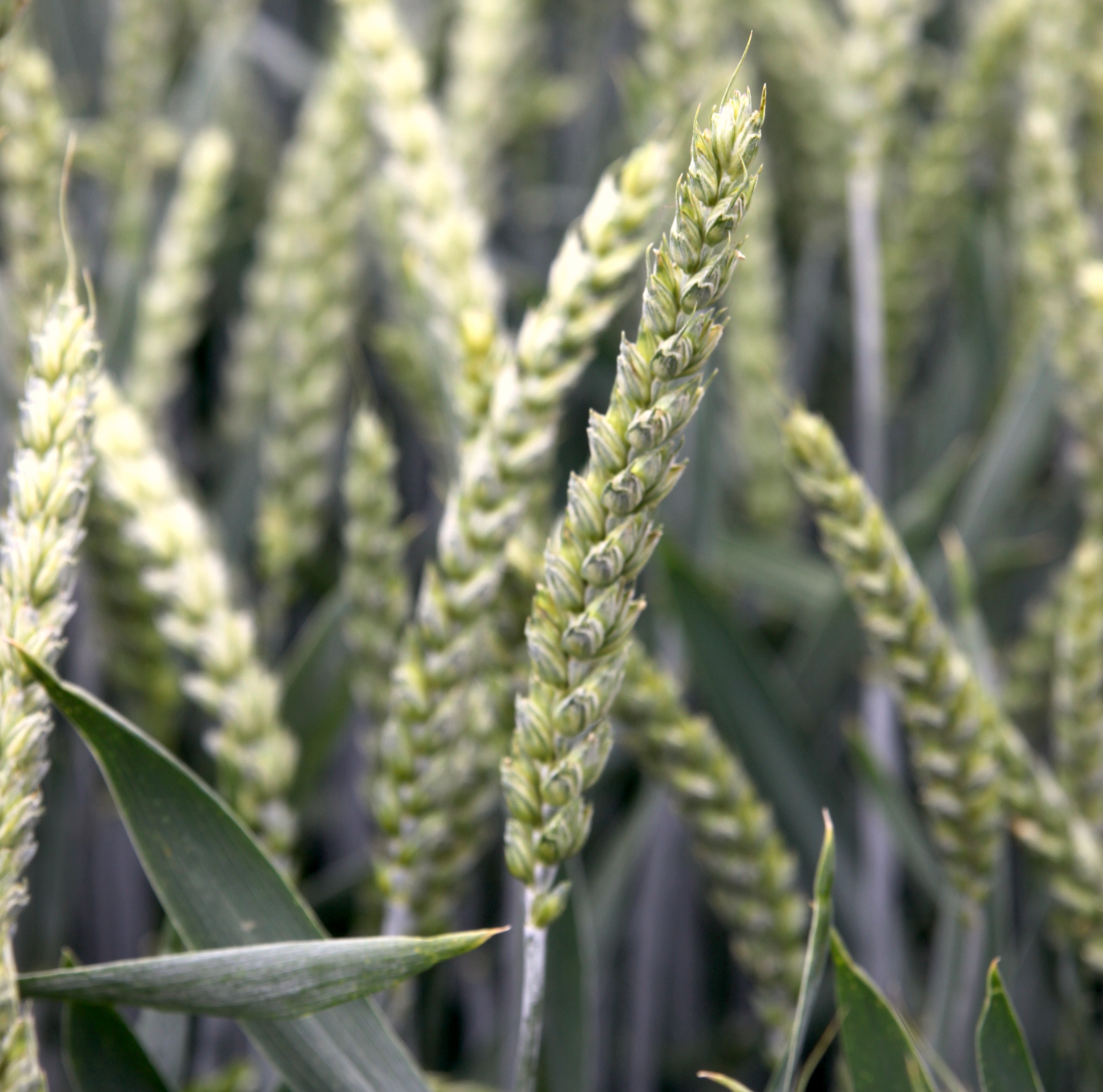 Wozu sind Grannen gut? | Industrieverband Agrar